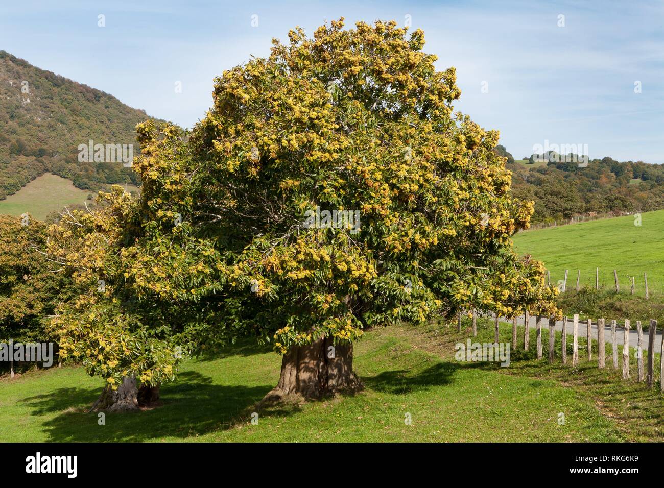 European chestnut castanea sativa hi-res stock photography and images ...