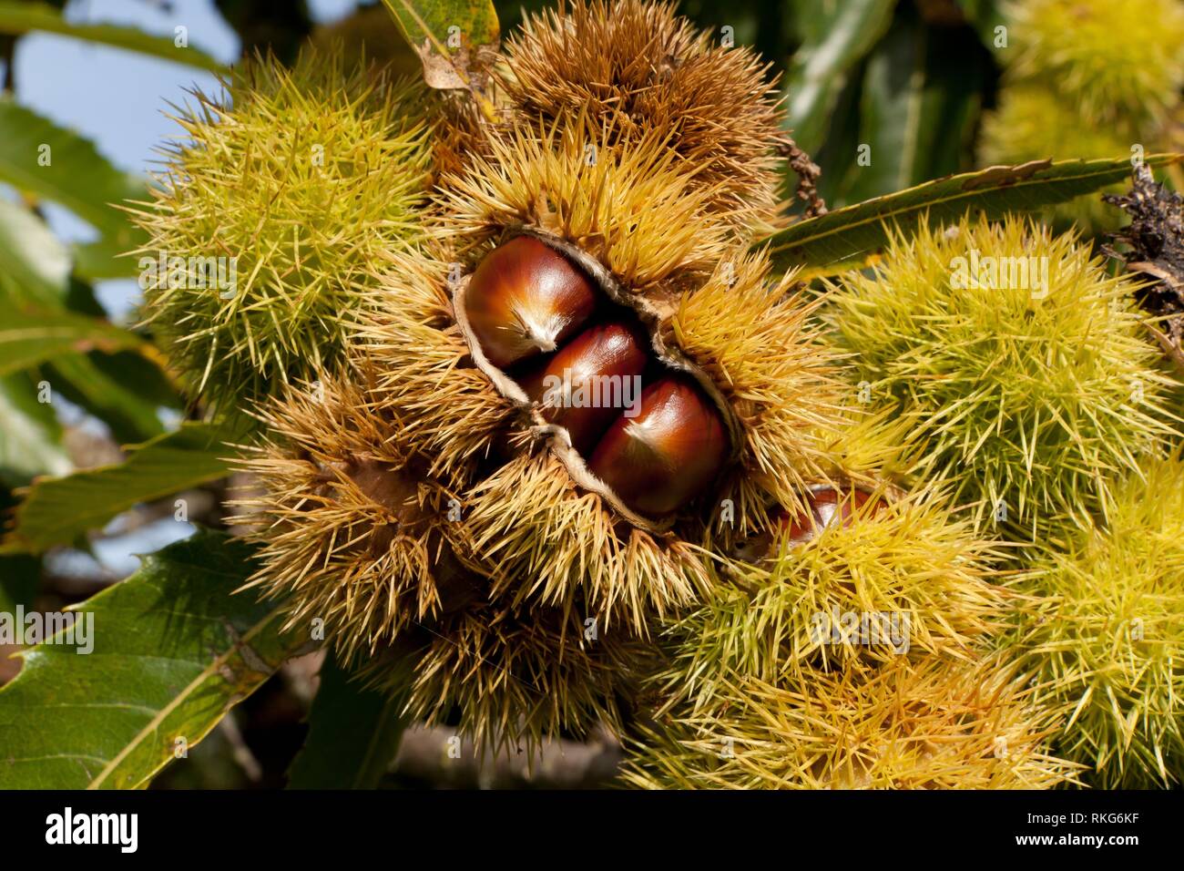 Flower seed casing hi-res stock photography and images - Alamy