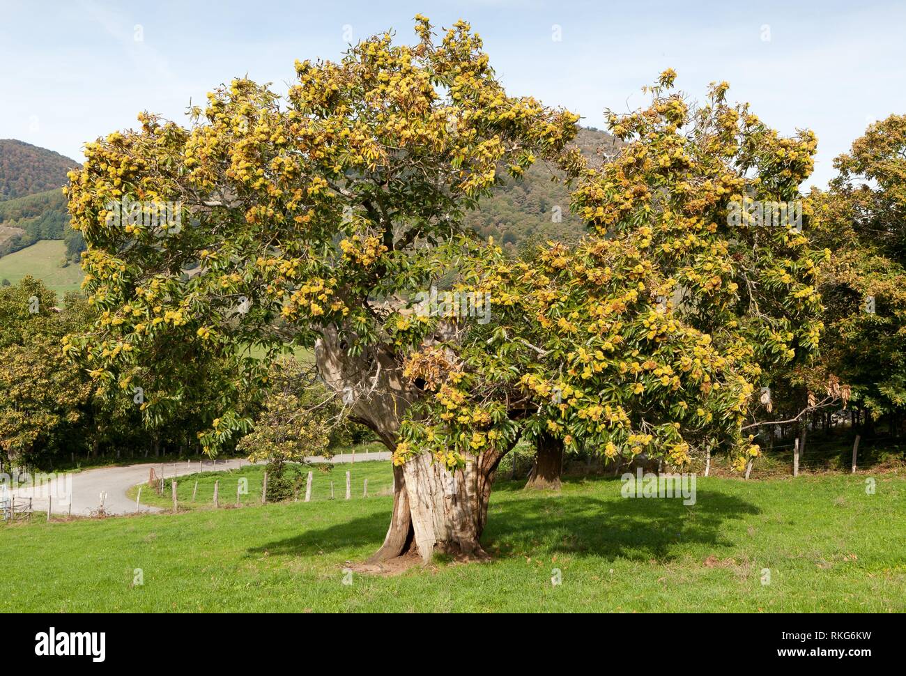 European chestnut hi-res stock photography and images - Alamy