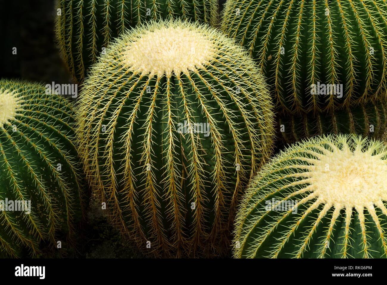 Golden barrel cactus echinocactus grusoni hi-res stock photography and ...