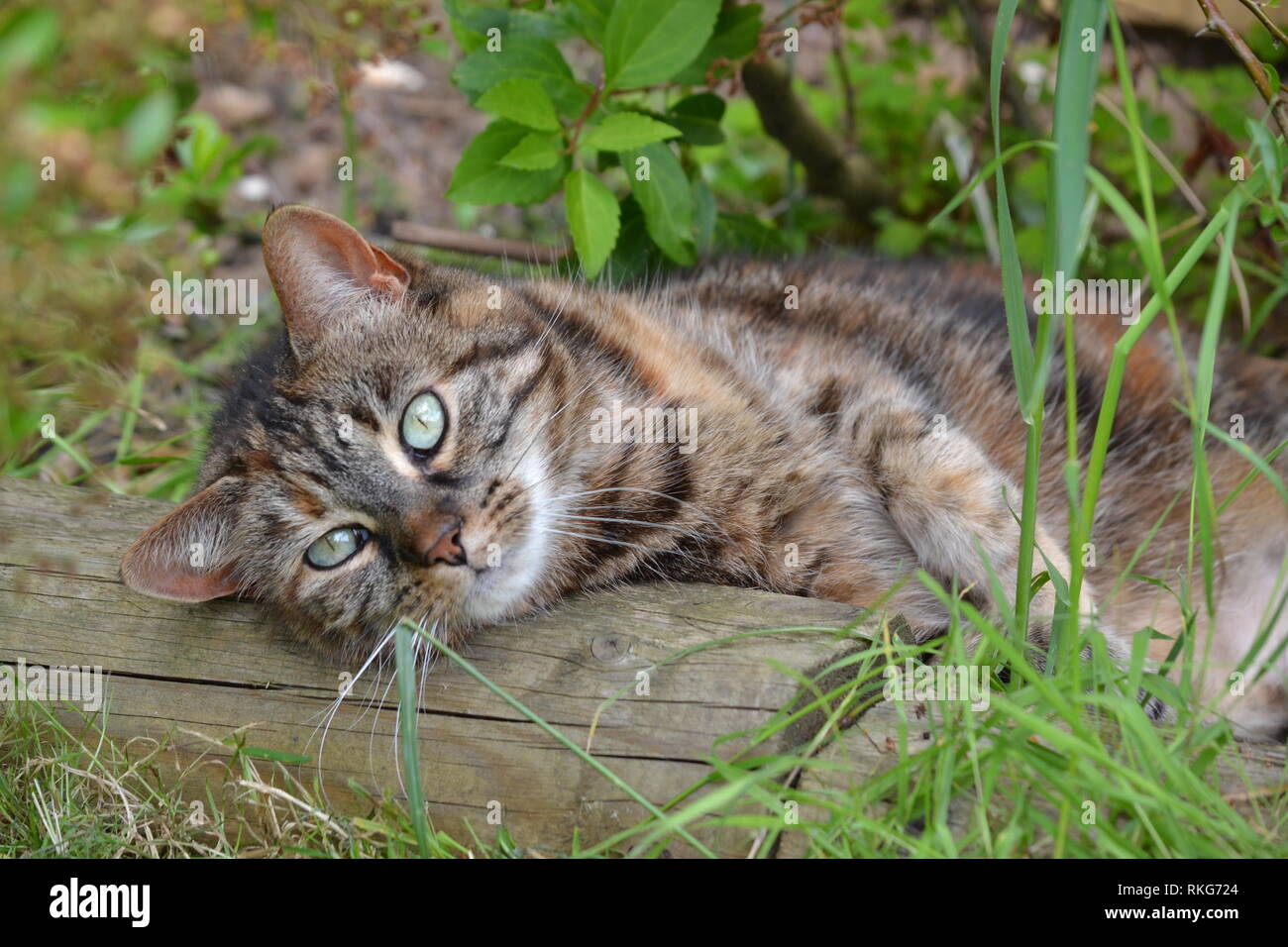 A very chilled cat in the garden enjoying the fresh air of North ...