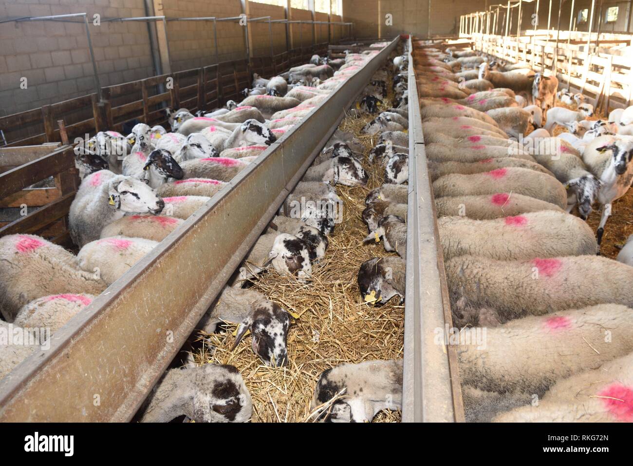 Grass fence sheep head eating hi-res stock photography and images - Alamy