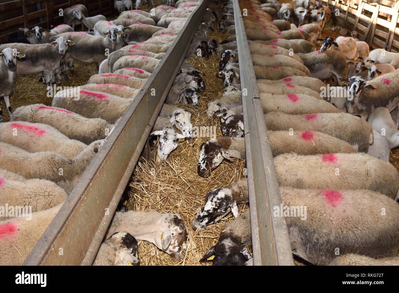 Grass fence sheep head eating hi-res stock photography and images - Alamy