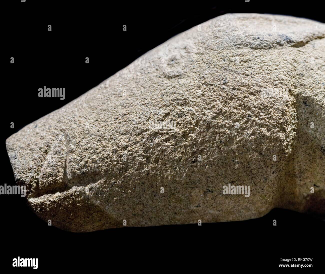 Verraco head hi-res stock photography and images - Alamy