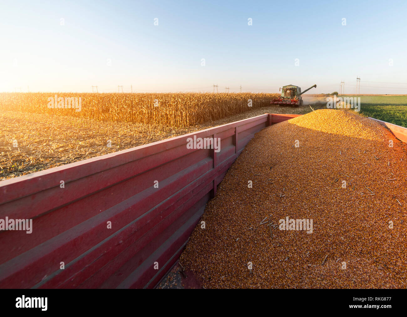Pouring corn grain into tractor trailer after harvest Stock Photo - Alamy