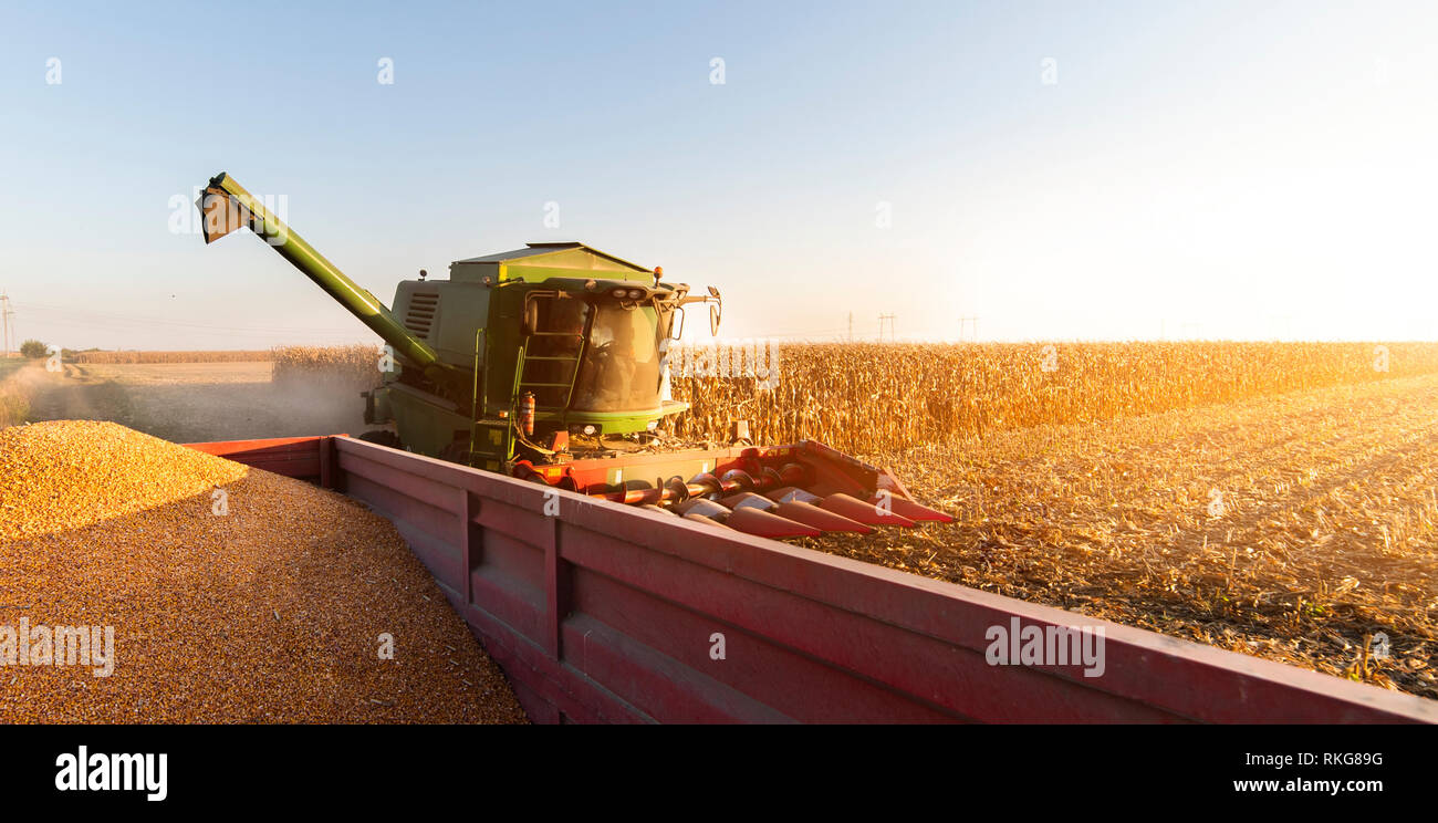 Pouring corn grain into tractor trailer after harvest Stock Photo - Alamy