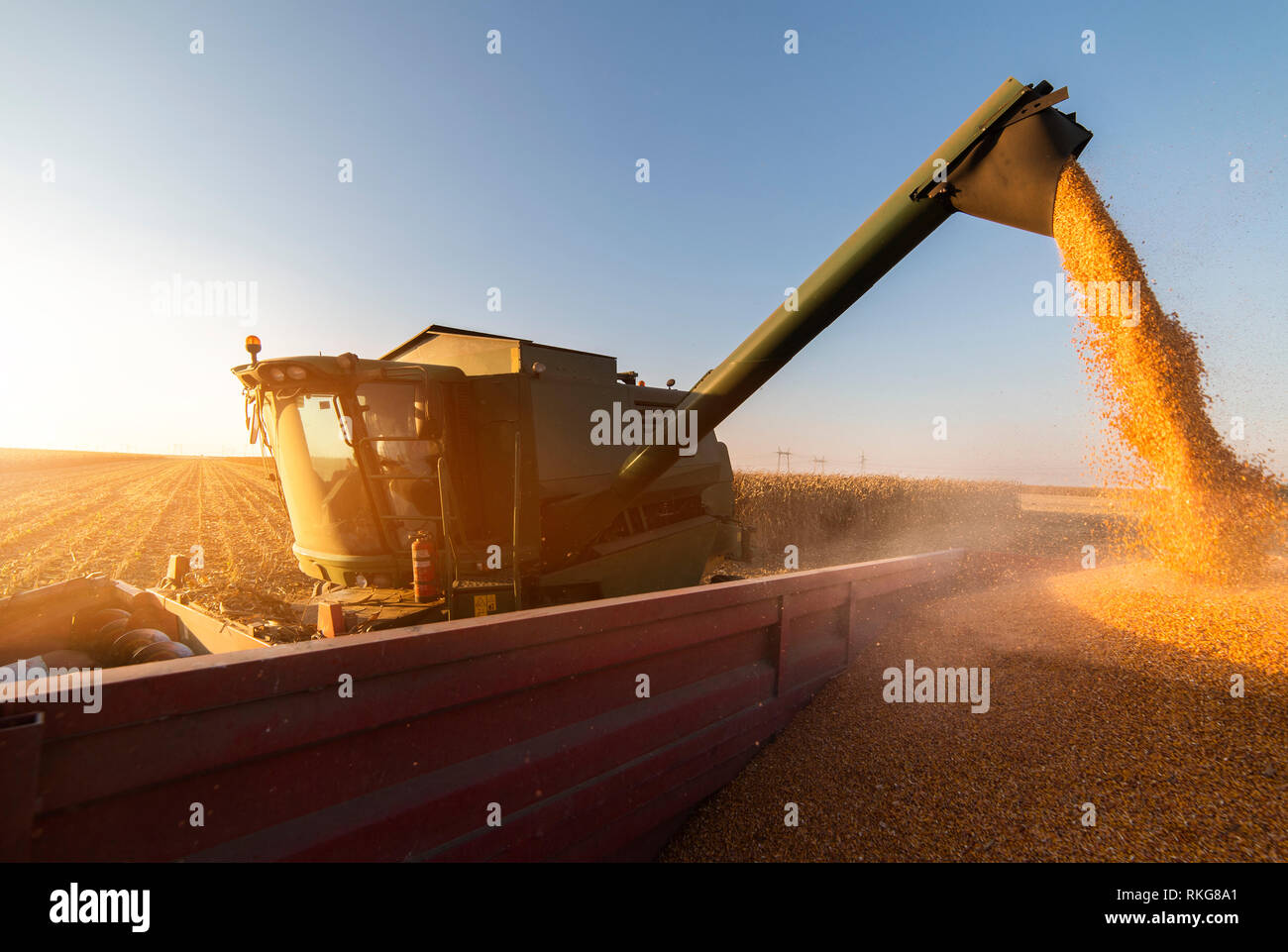 Pouring corn grain into tractor trailer after harvest Stock Photo - Alamy