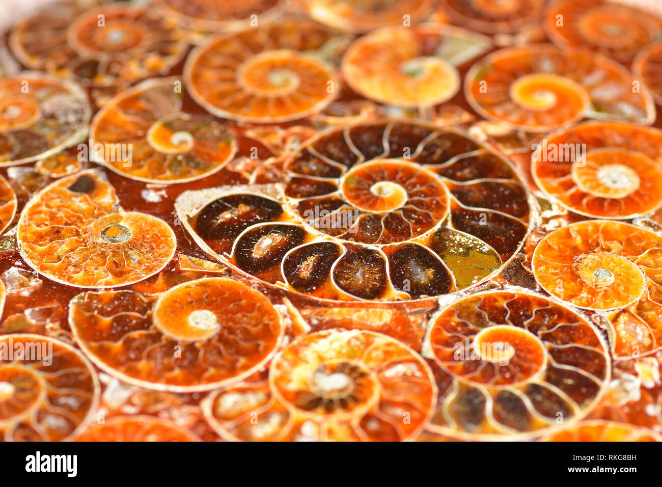 Ammonite Fossils High Resolution Stock Photography and Images - Alamy