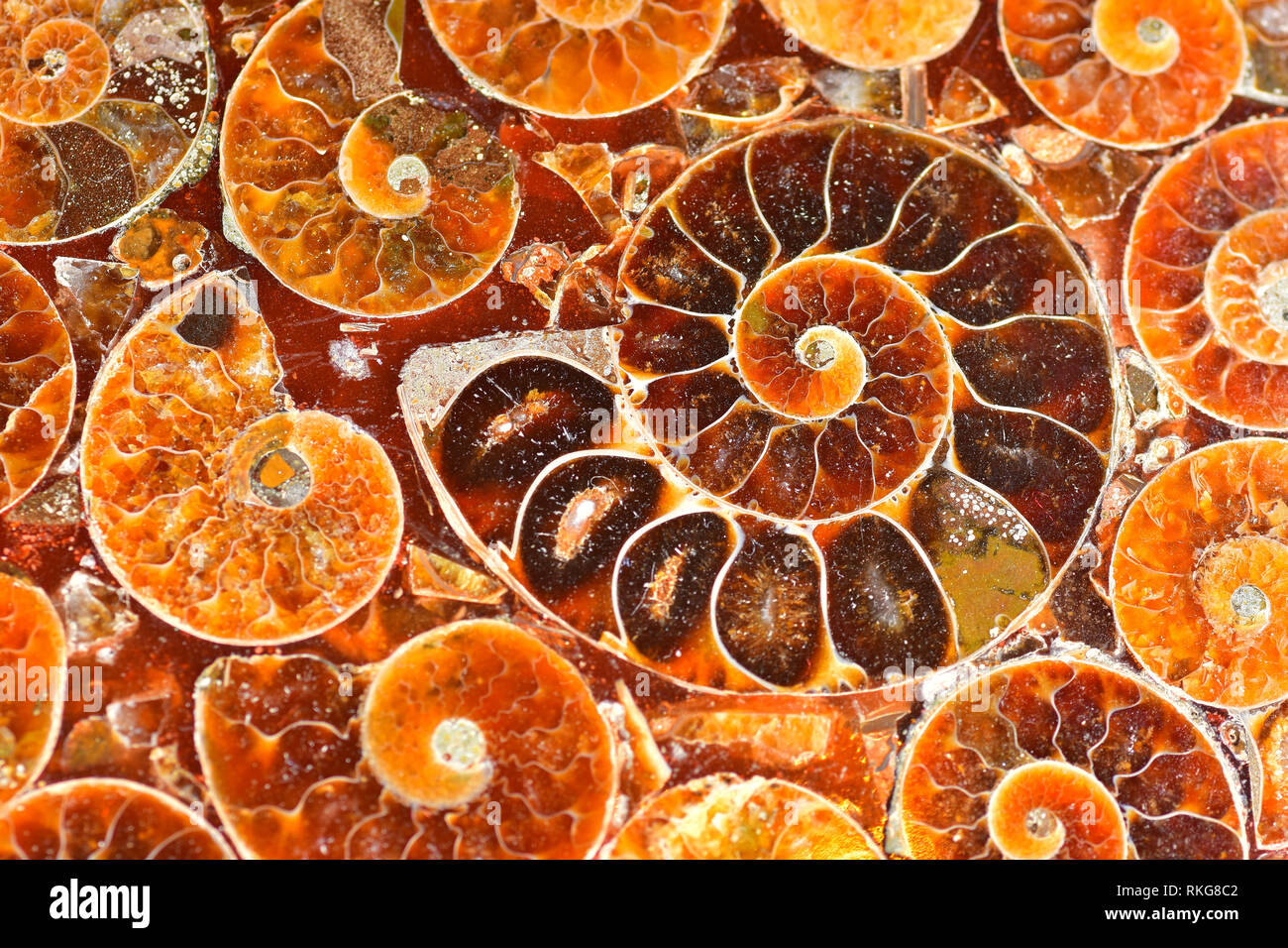 Sectioned Ammonite fossils set in resin Stock Photo - Alamy