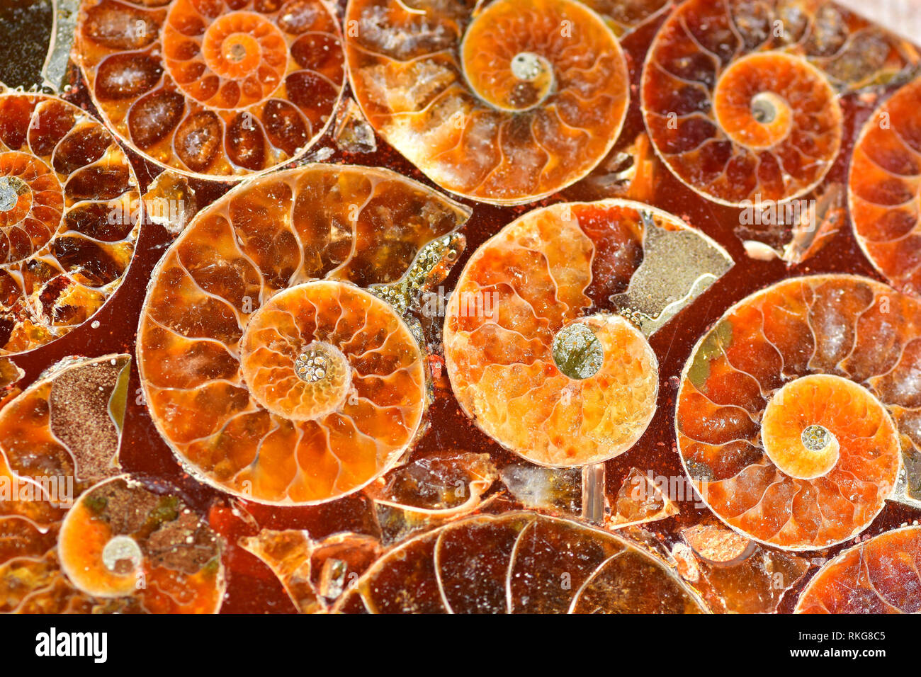 Ammonite Fossils High Resolution Stock Photography and Images - Alamy
