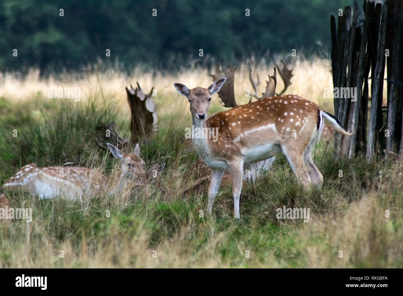 Deer gathering on a glade in the park, with one deer winking to camera ...