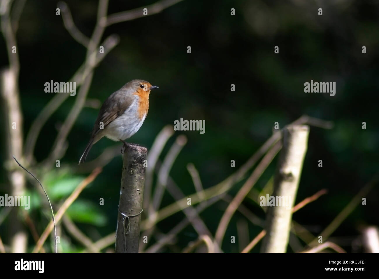Single robin hi-res stock photography and images - Alamy