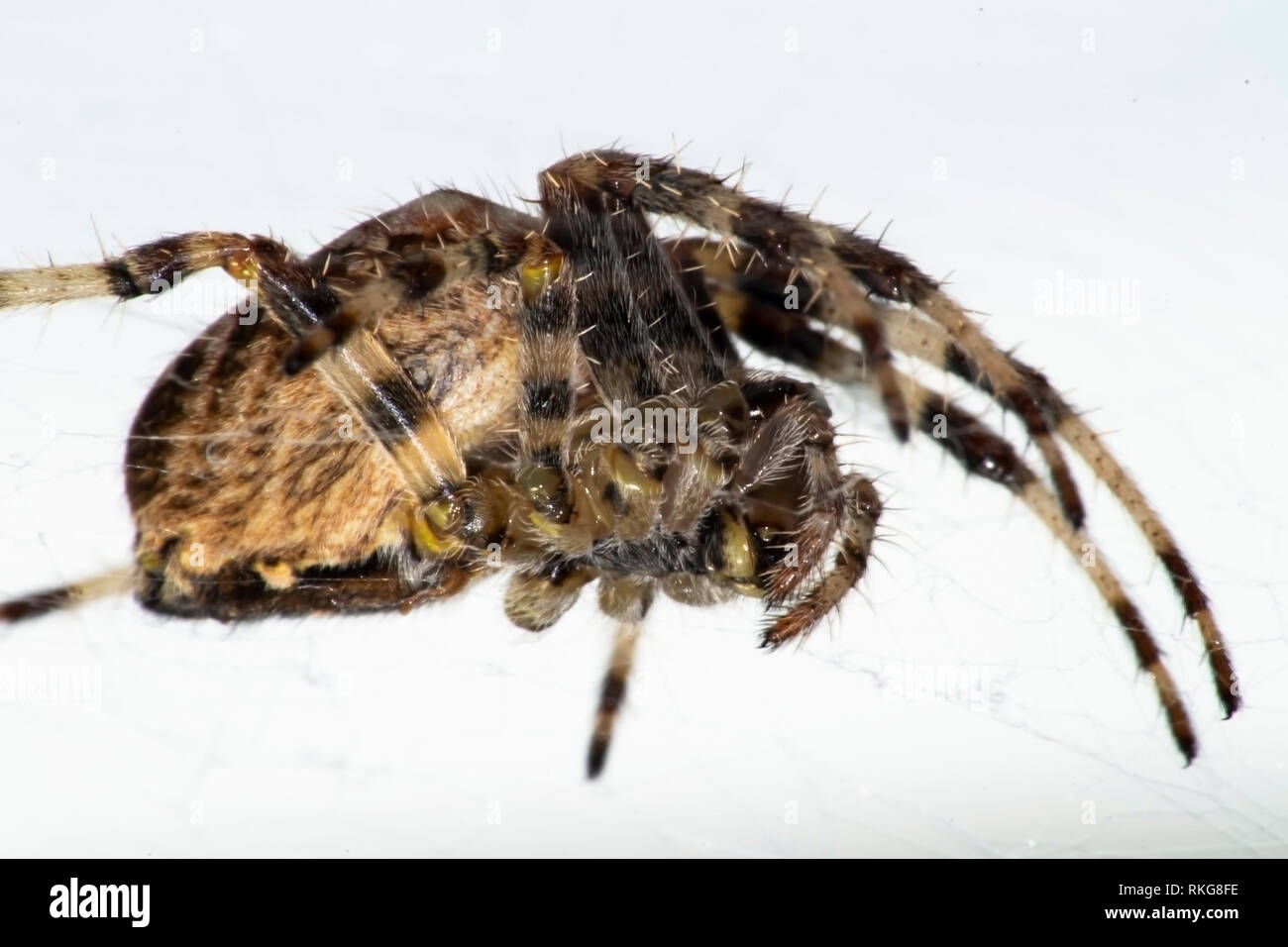 Garden spider side view hi-res stock photography and images - Alamy