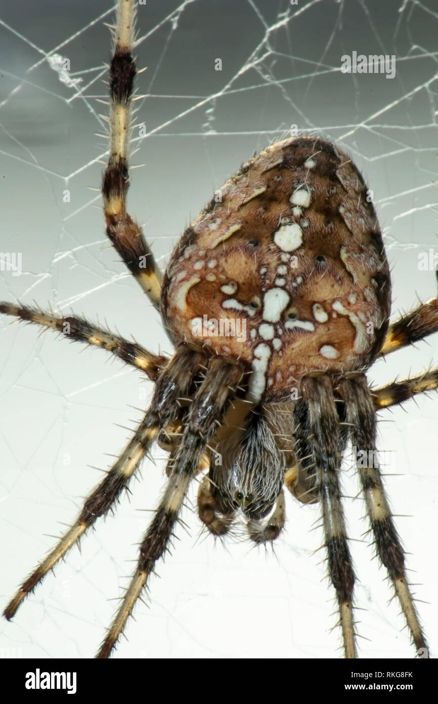 Extreme close up of a European Garden Spider Stock Photo - Alamy