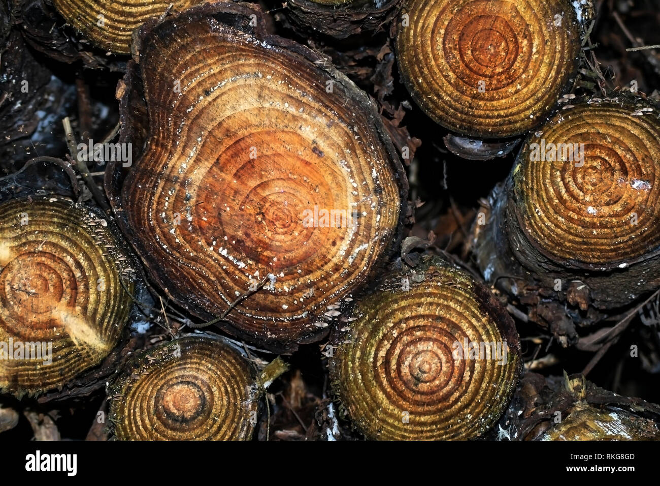 Tree rings hi-res stock photography and images - Alamy