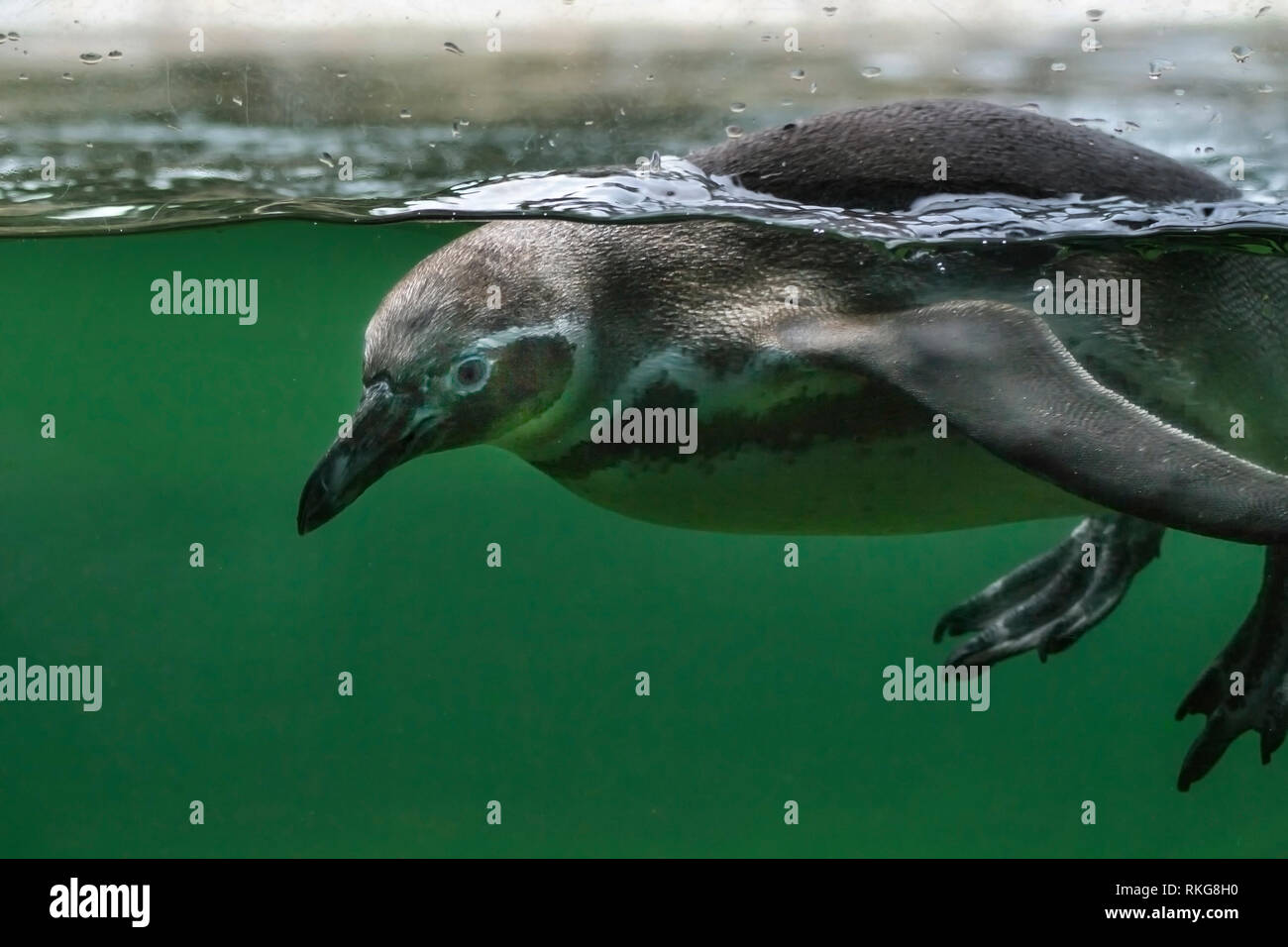 At Marwell Zoo, Southampton, UK Stock Photo - Alamy