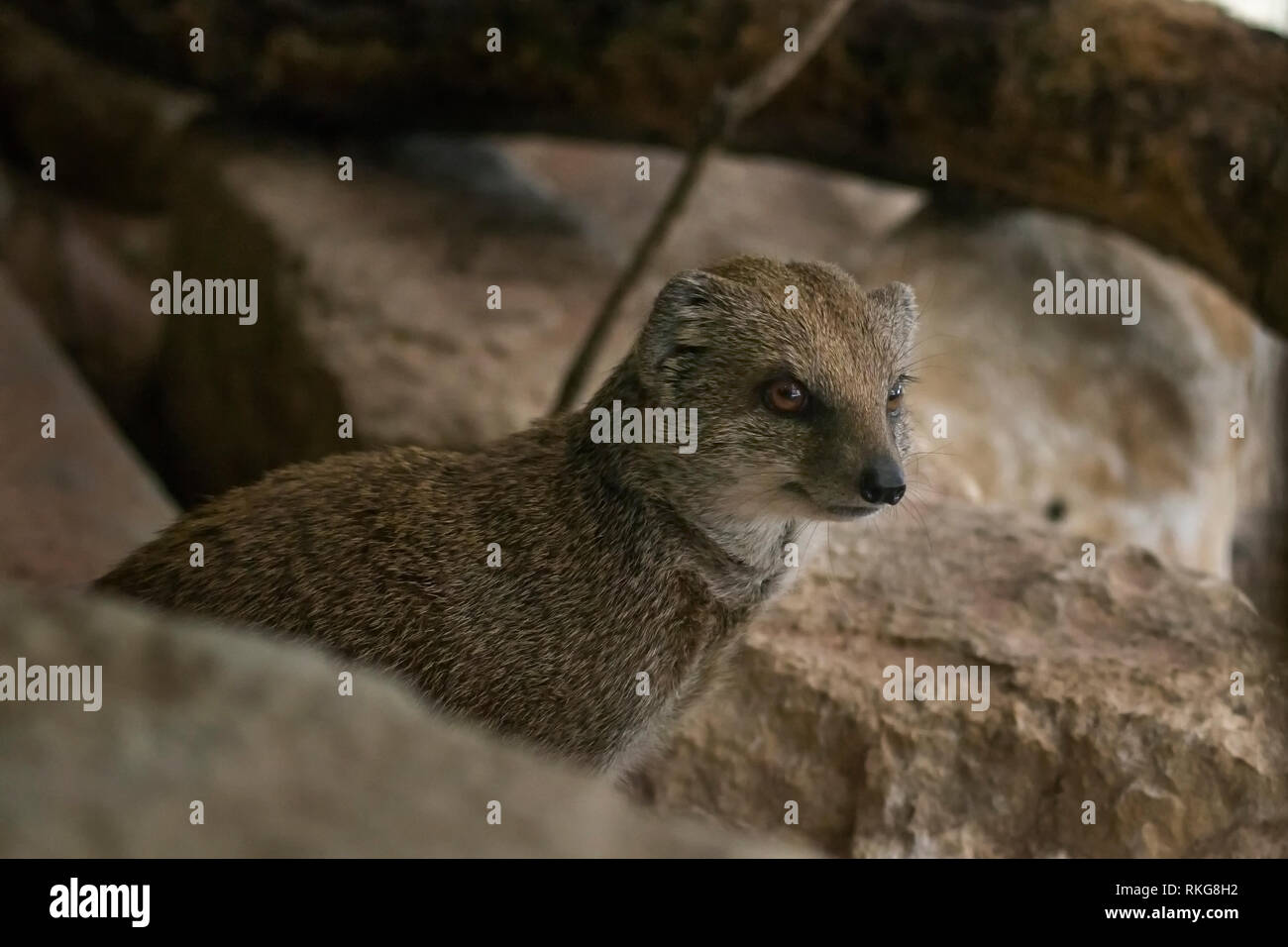 At Marwell Zoo, Southampton, UK Stock Photo - Alamy