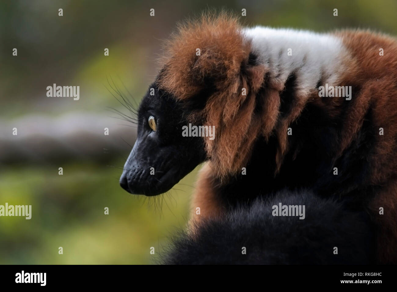 At Marwell Zoo, Southampton, UK Stock Photo - Alamy