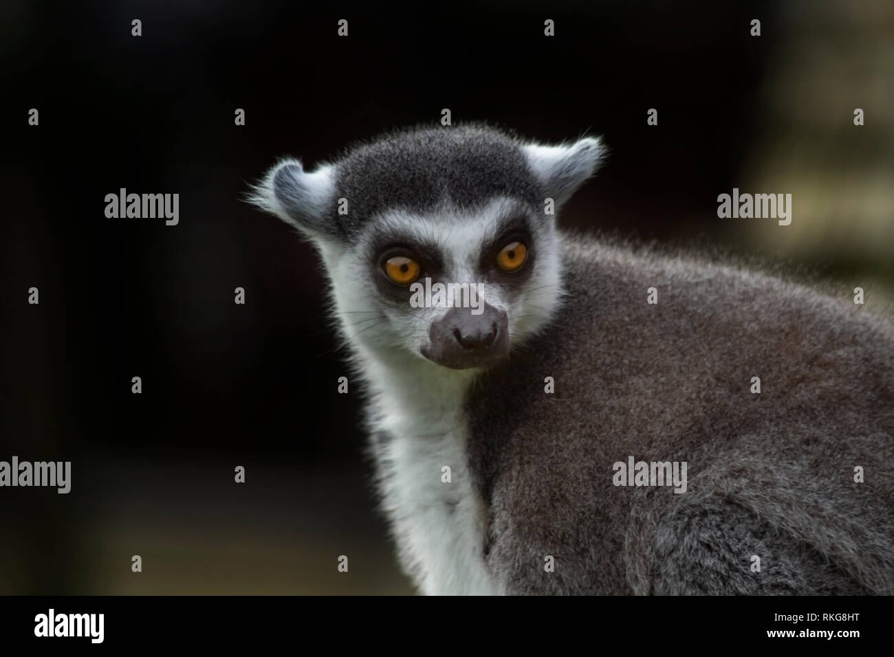 Southampton zoo hi-res stock photography and images - Alamy