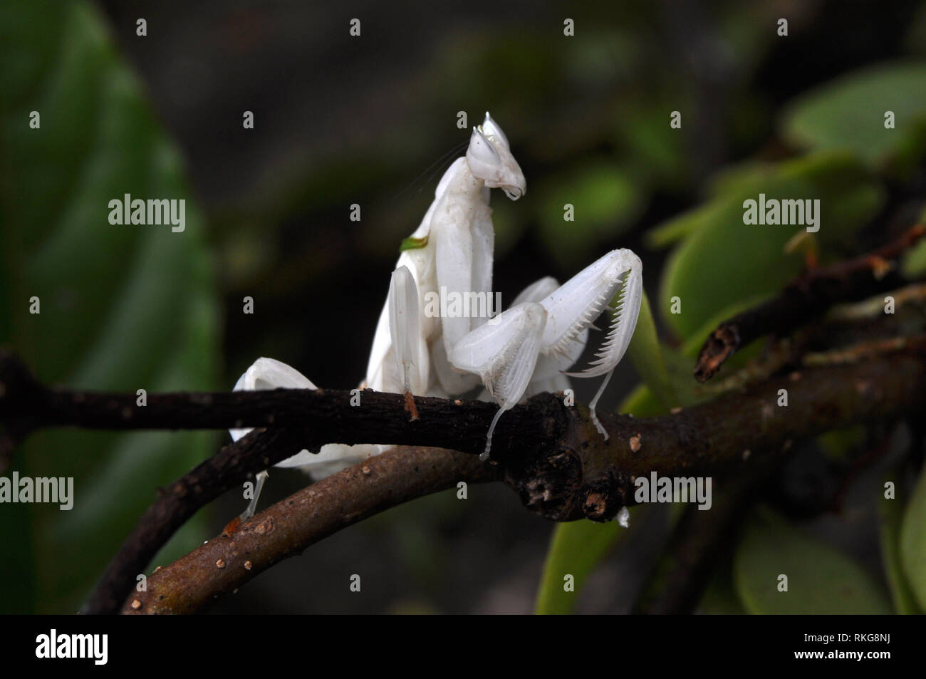 Male Orchid Mantis Stock Photo - Alamy