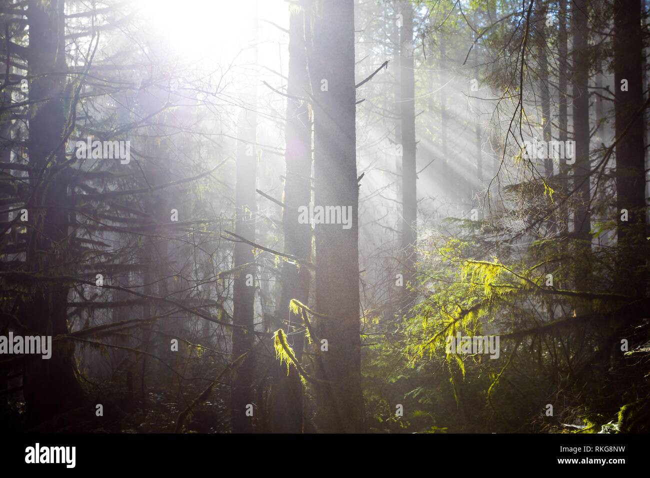 Light rays in forest hi-res stock photography and images - Alamy