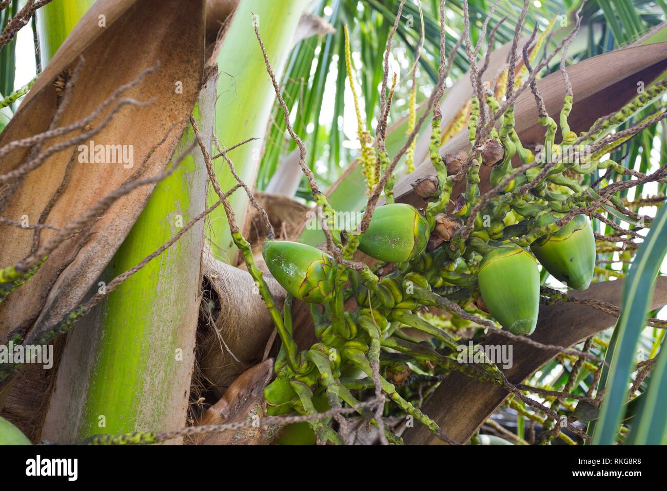 Hawaii Palm Tree Coconuts High Resolution Stock Photography and Images ...