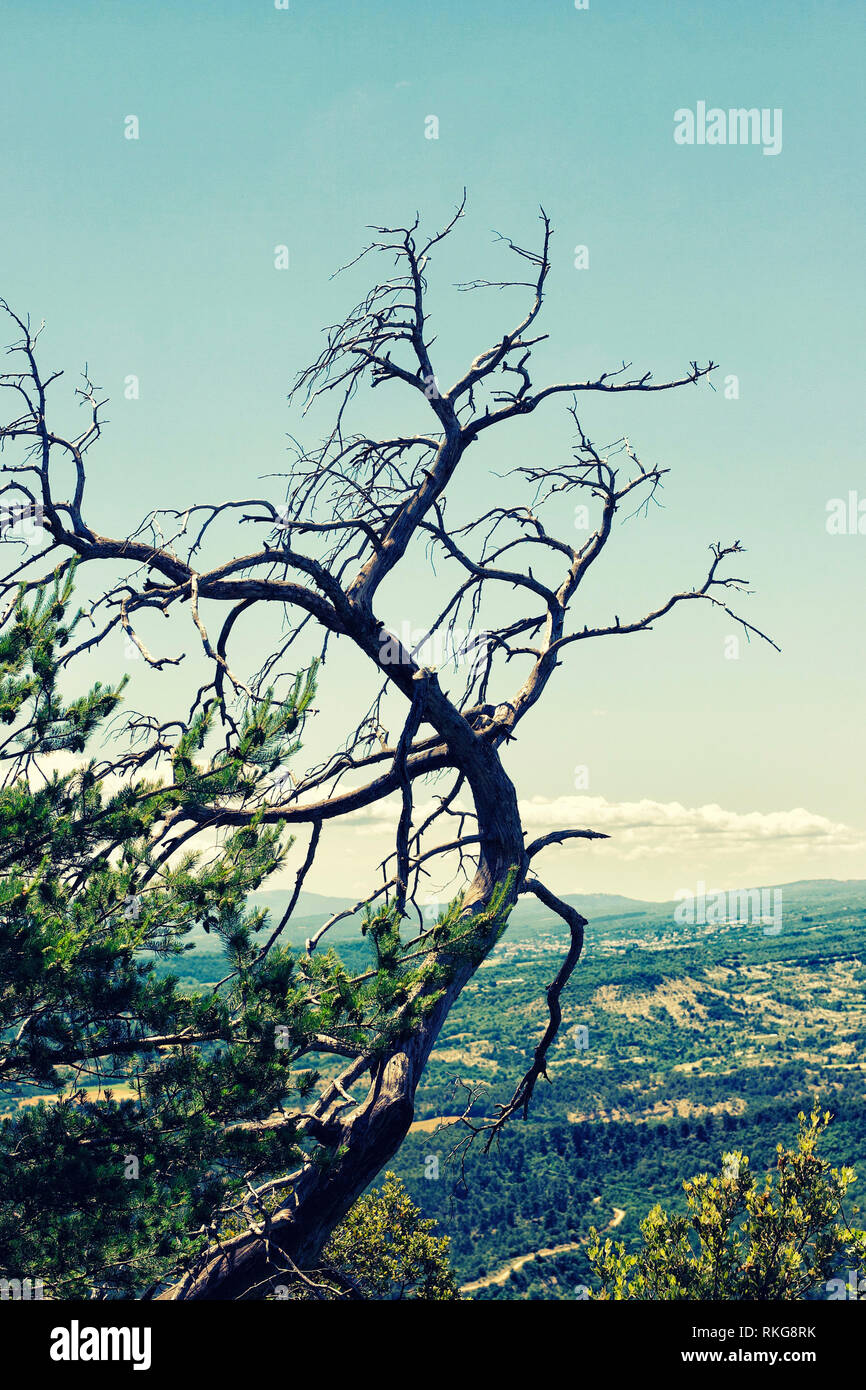 Big dead tree hi-res stock photography and images - Alamy