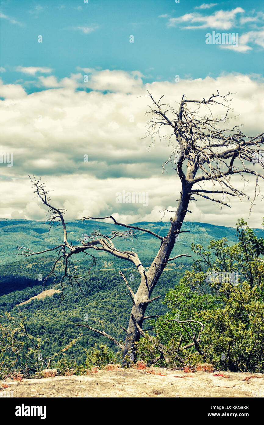 big Dead tree branch against blue sky Stock Photo - Alamy