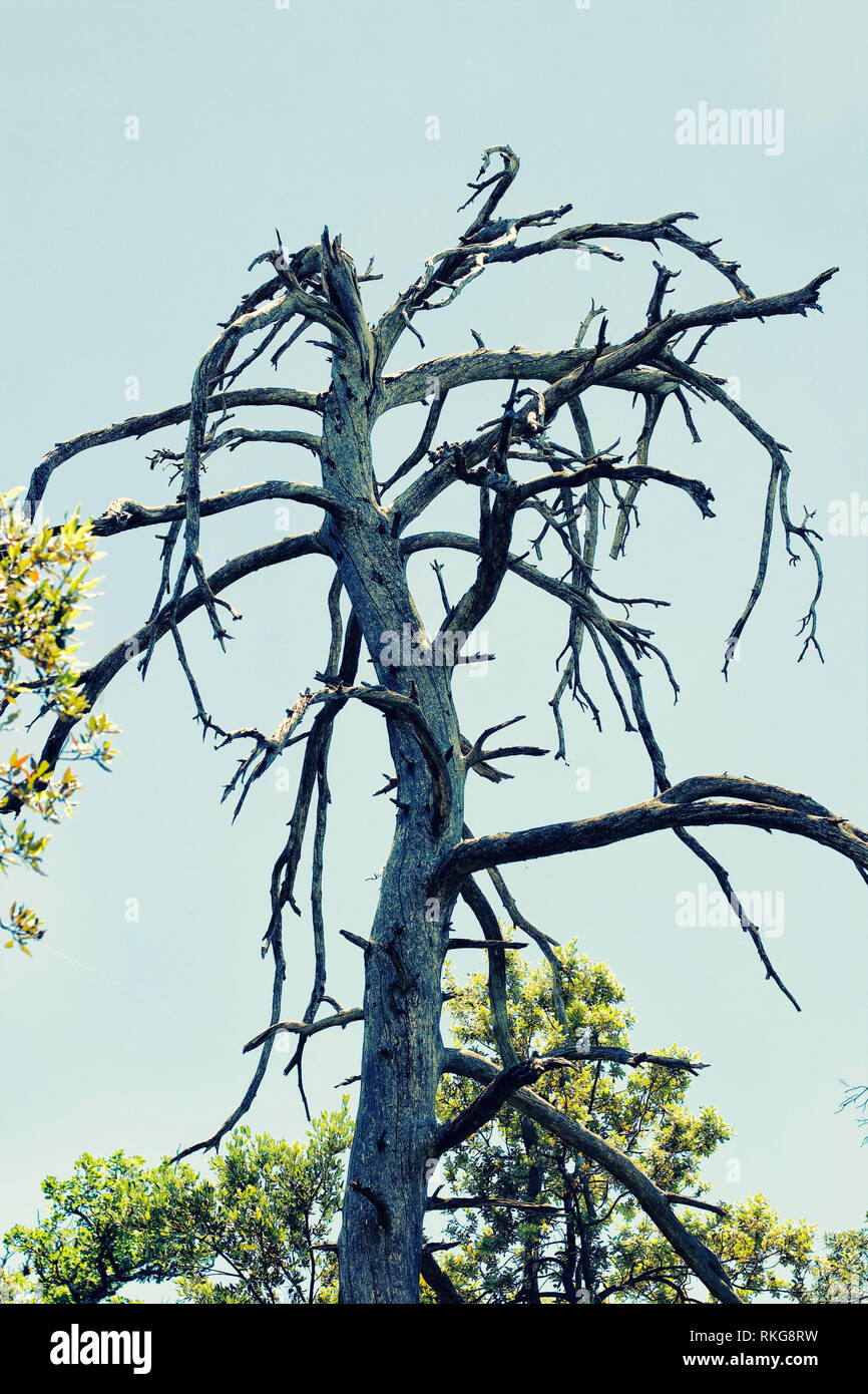 Big dead tree hi-res stock photography and images - Alamy