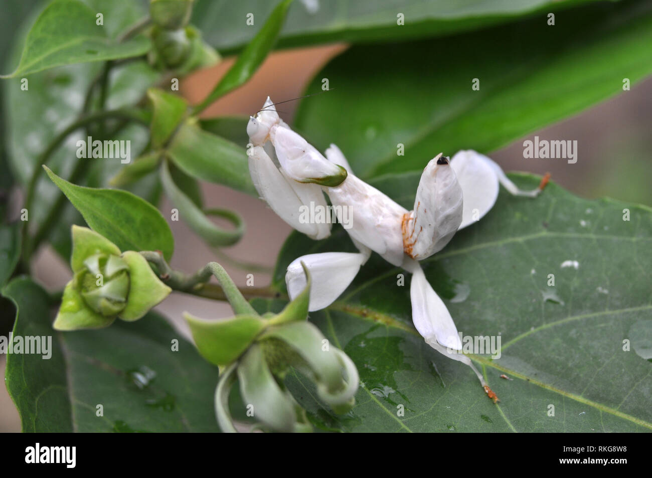 Male Orchid Mantis Stock Photo - Alamy