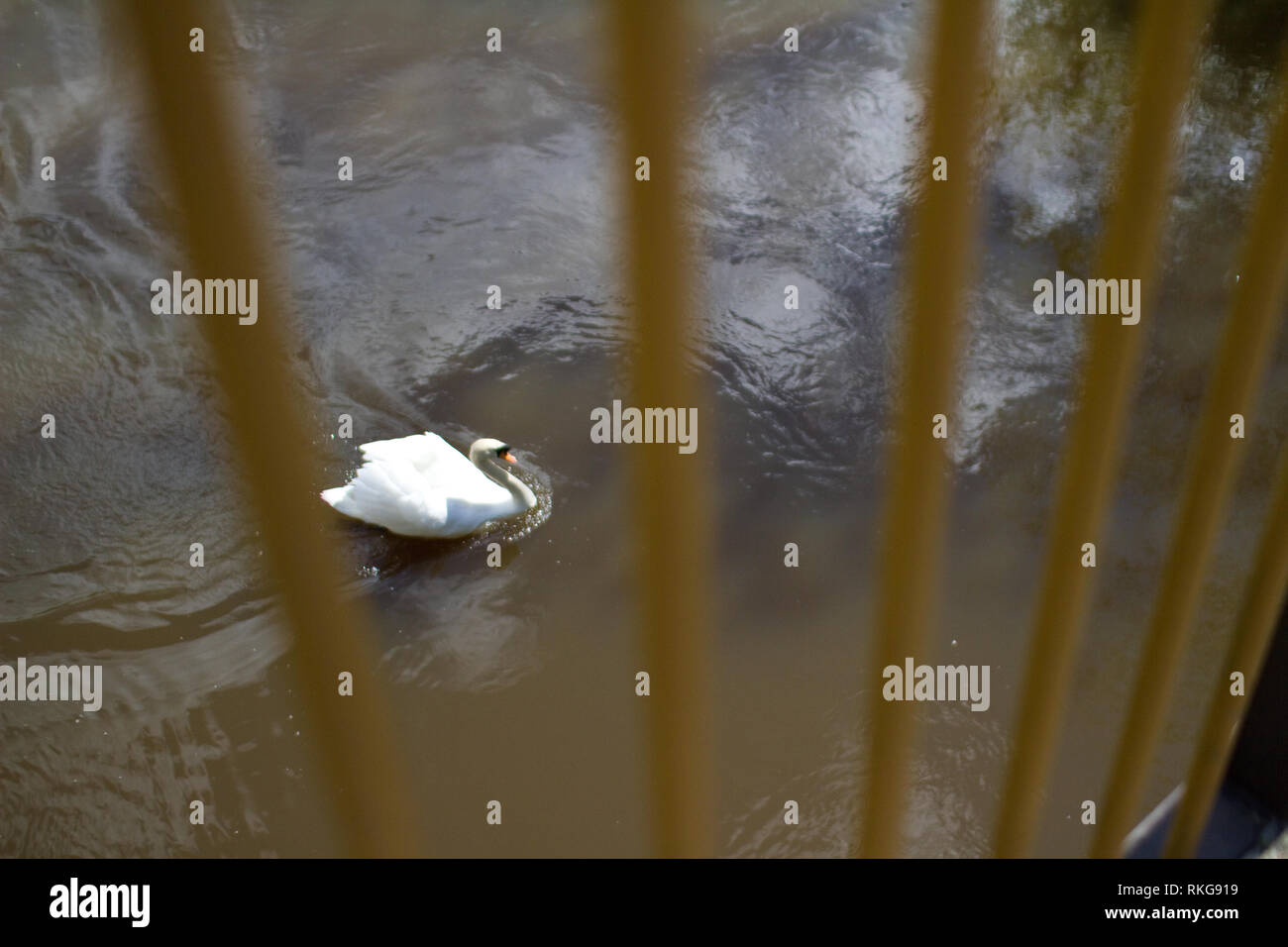 Swan swimming in a river taken through the handrails on the bridge ...