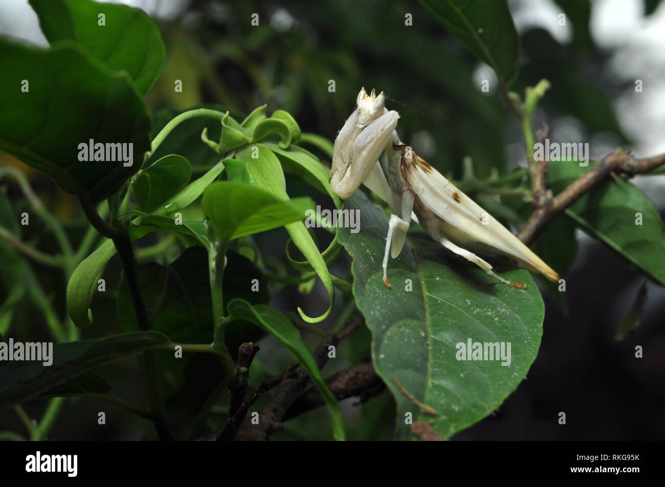 Male Orchid Mantis Stock Photo - Alamy