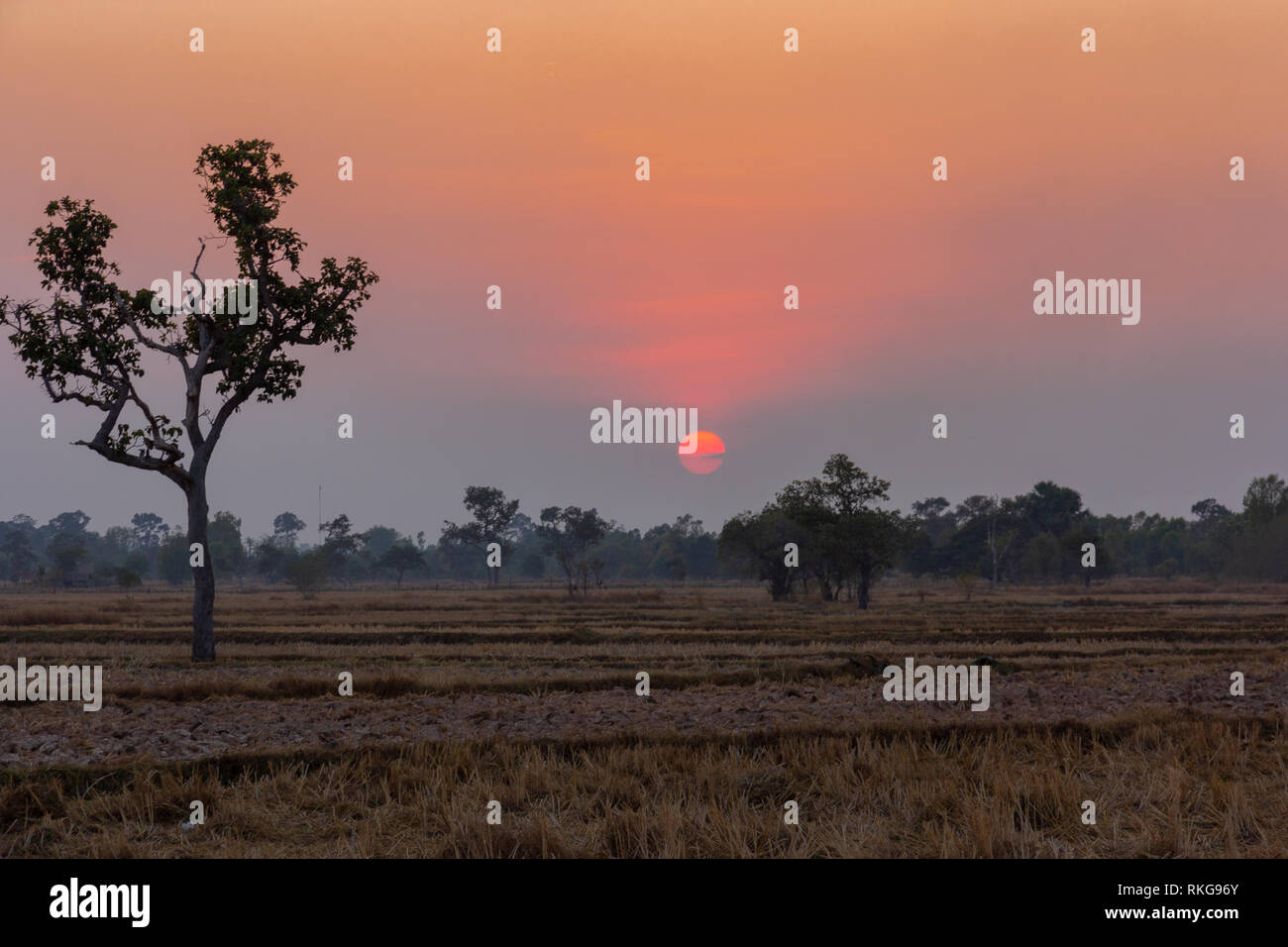 rice field during sunset with colorful sky in summer Stock Photo - Alamy