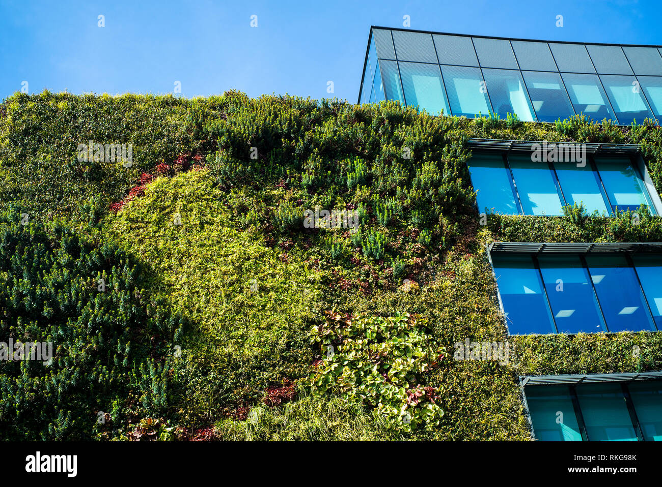 living wall the vertical garden on the MTV building Camden London Stock ...