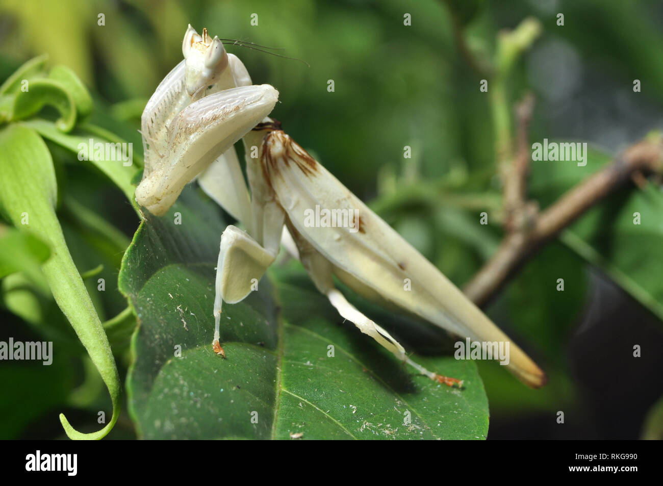 Male Orchid Mantis Stock Photo - Alamy