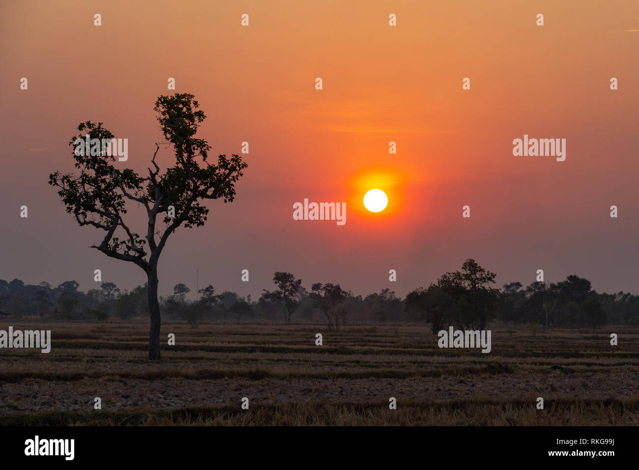 rice field during sunset with colorful sky in summer Stock Photo - Alamy