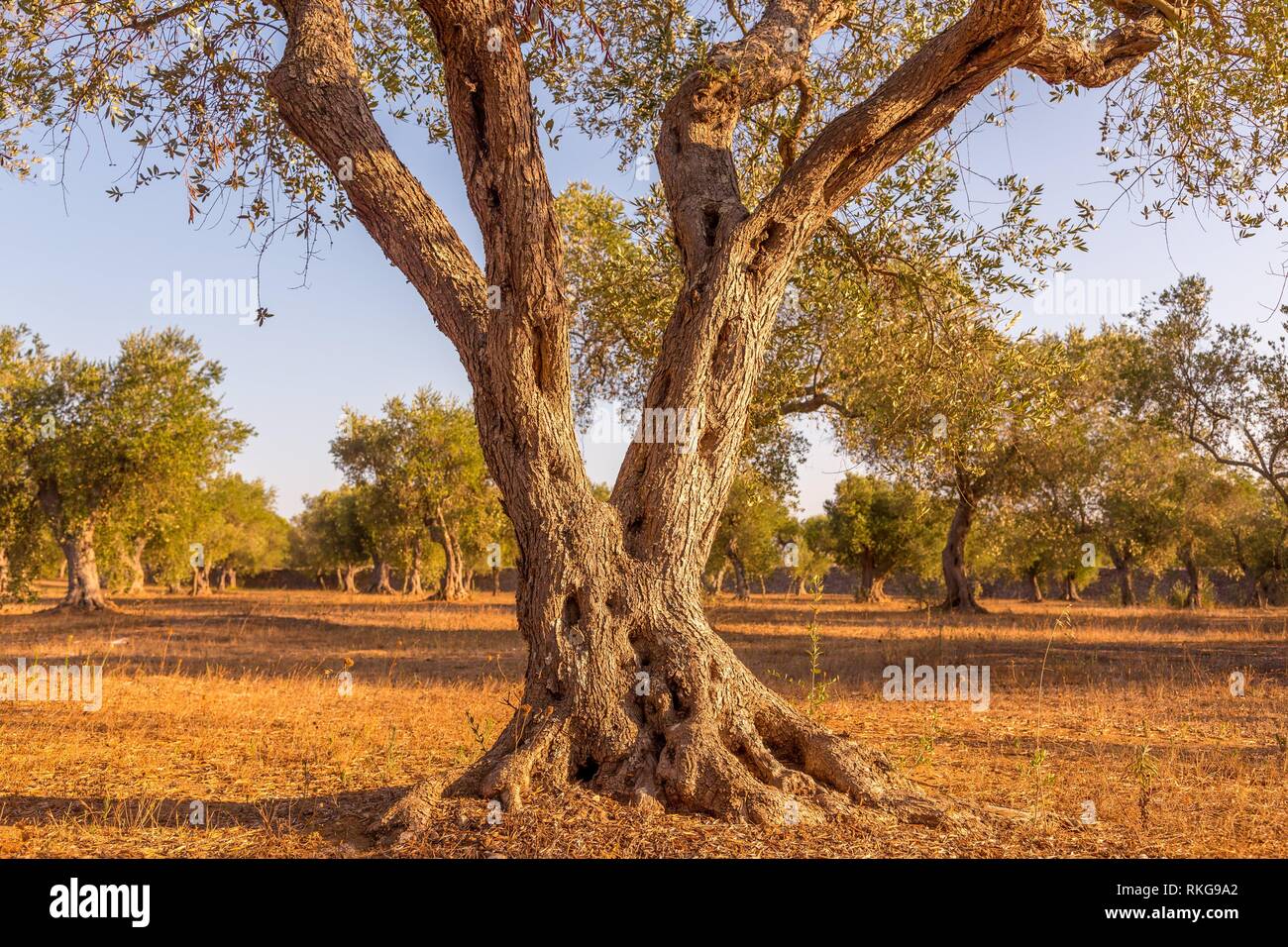 Hundred years old tree hi-res stock photography and images - Alamy