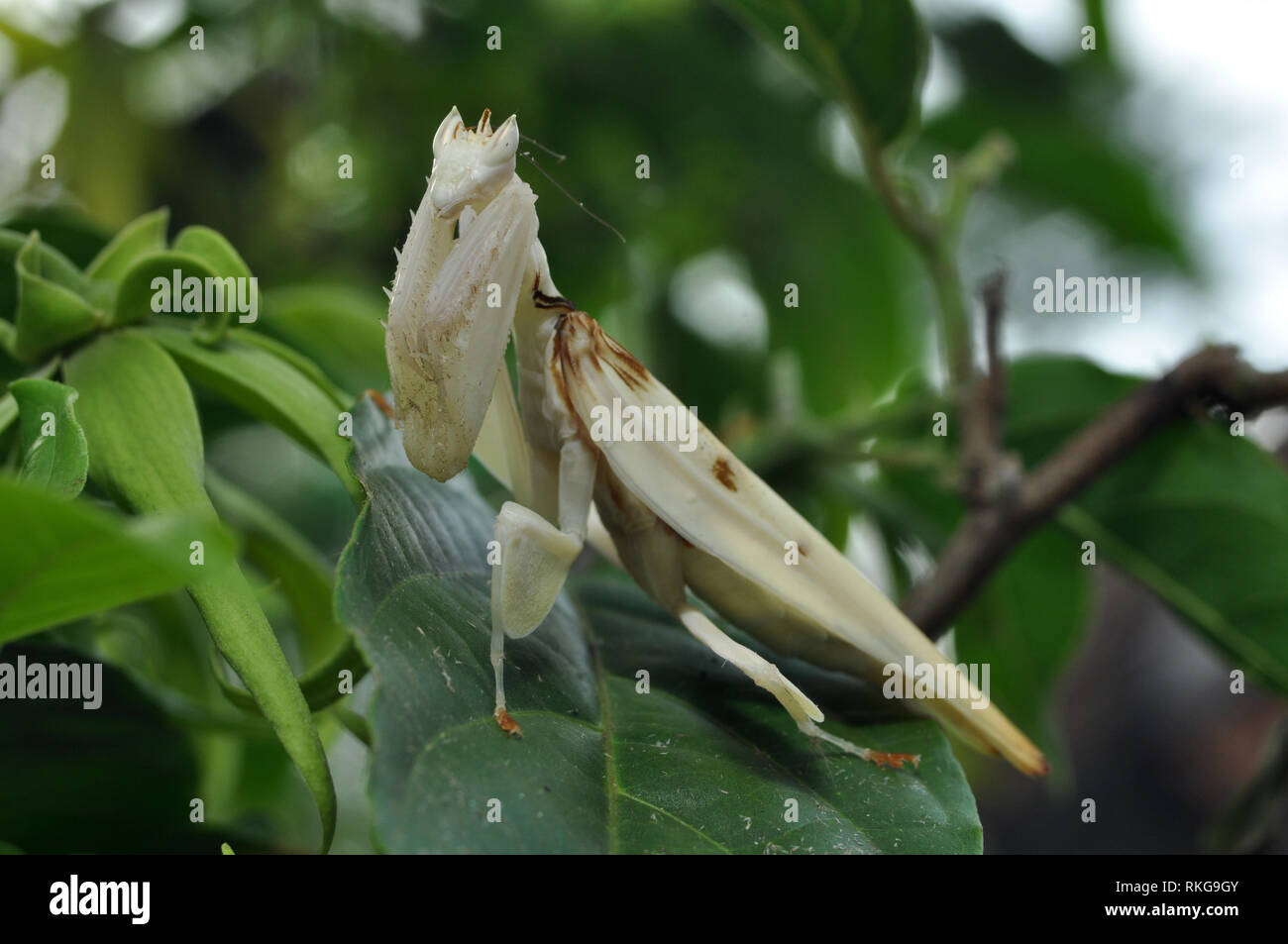 Male Orchid Mantis Stock Photo - Alamy