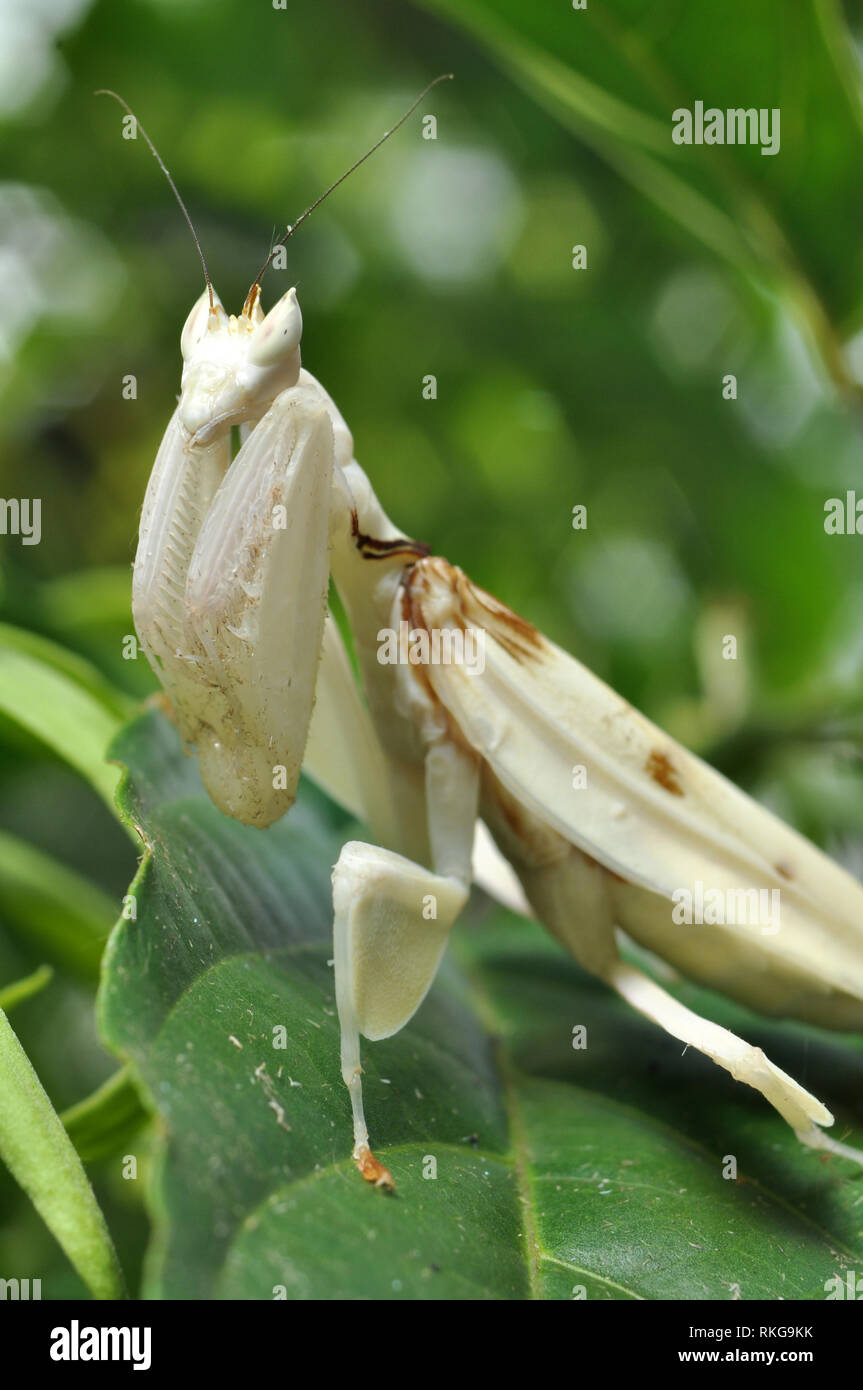 Orchid mantis hi-res stock photography and images - Alamy