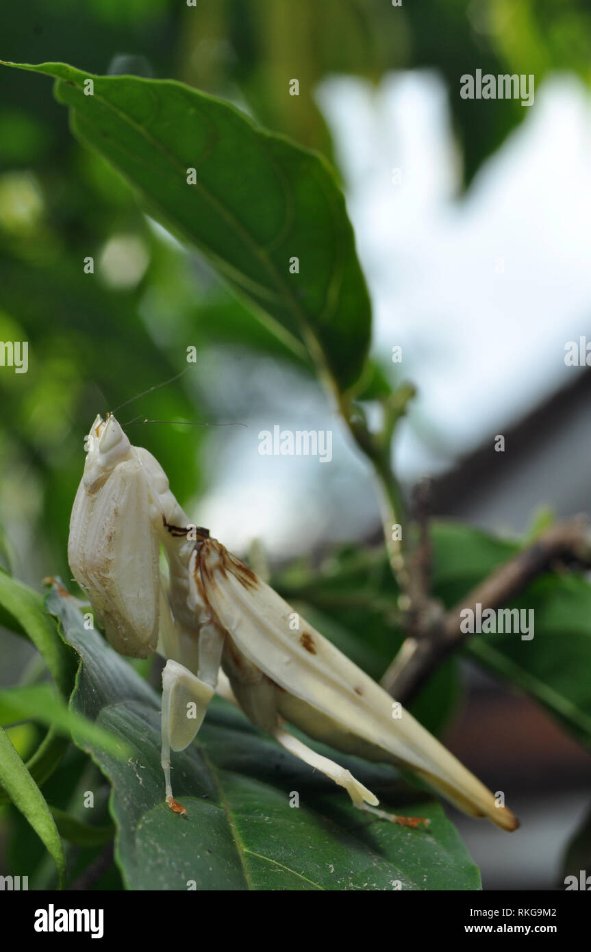 Male Orchid Mantis Stock Photo - Alamy