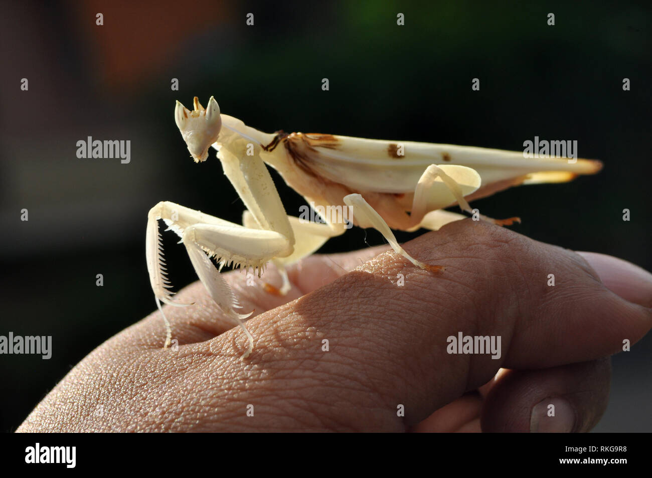 Male Orchid Mantis on hand Stock Photo - Alamy