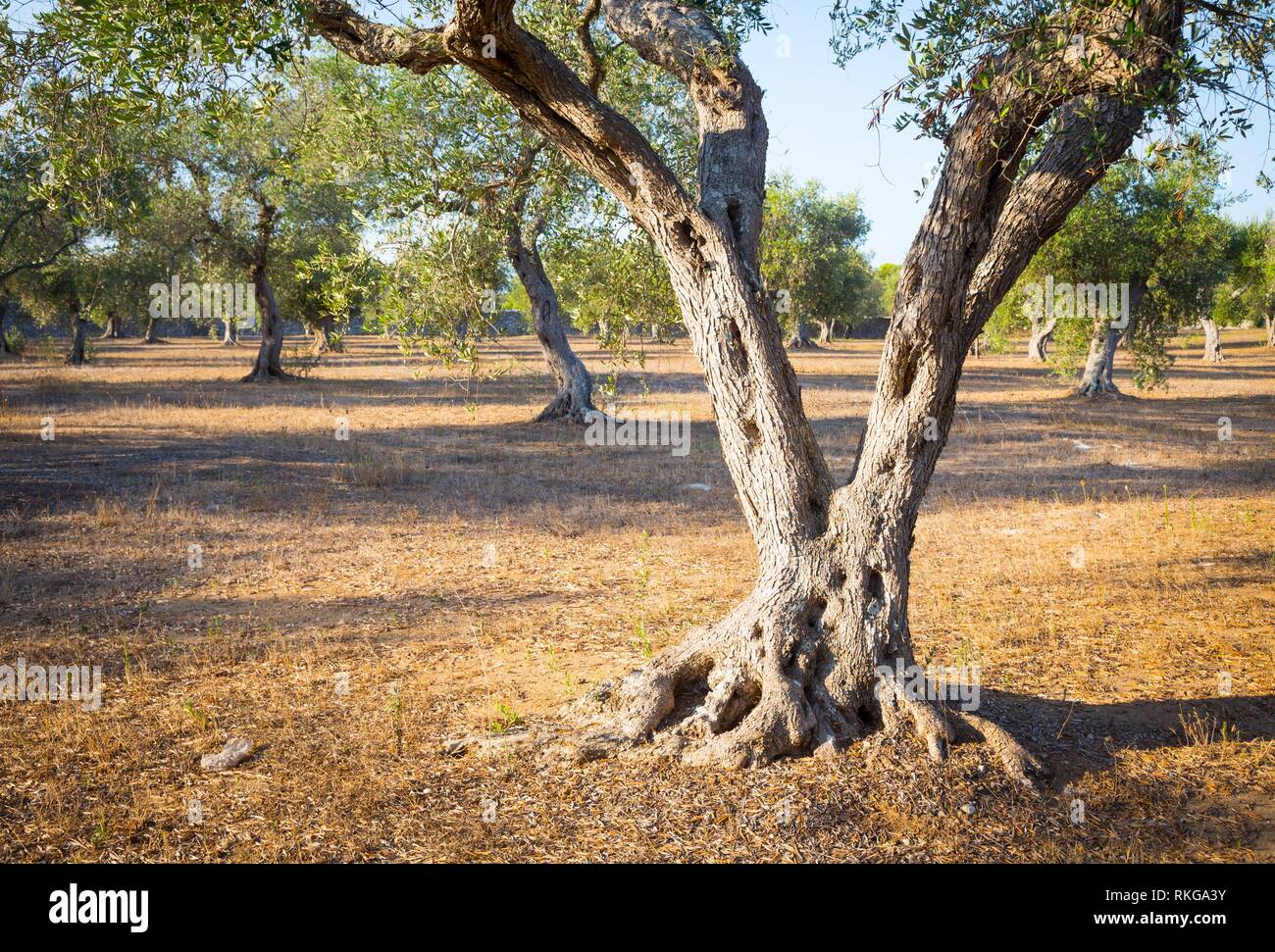 Olive Tree Landscape Puglia Italy High Resolution Stock Photography and ...