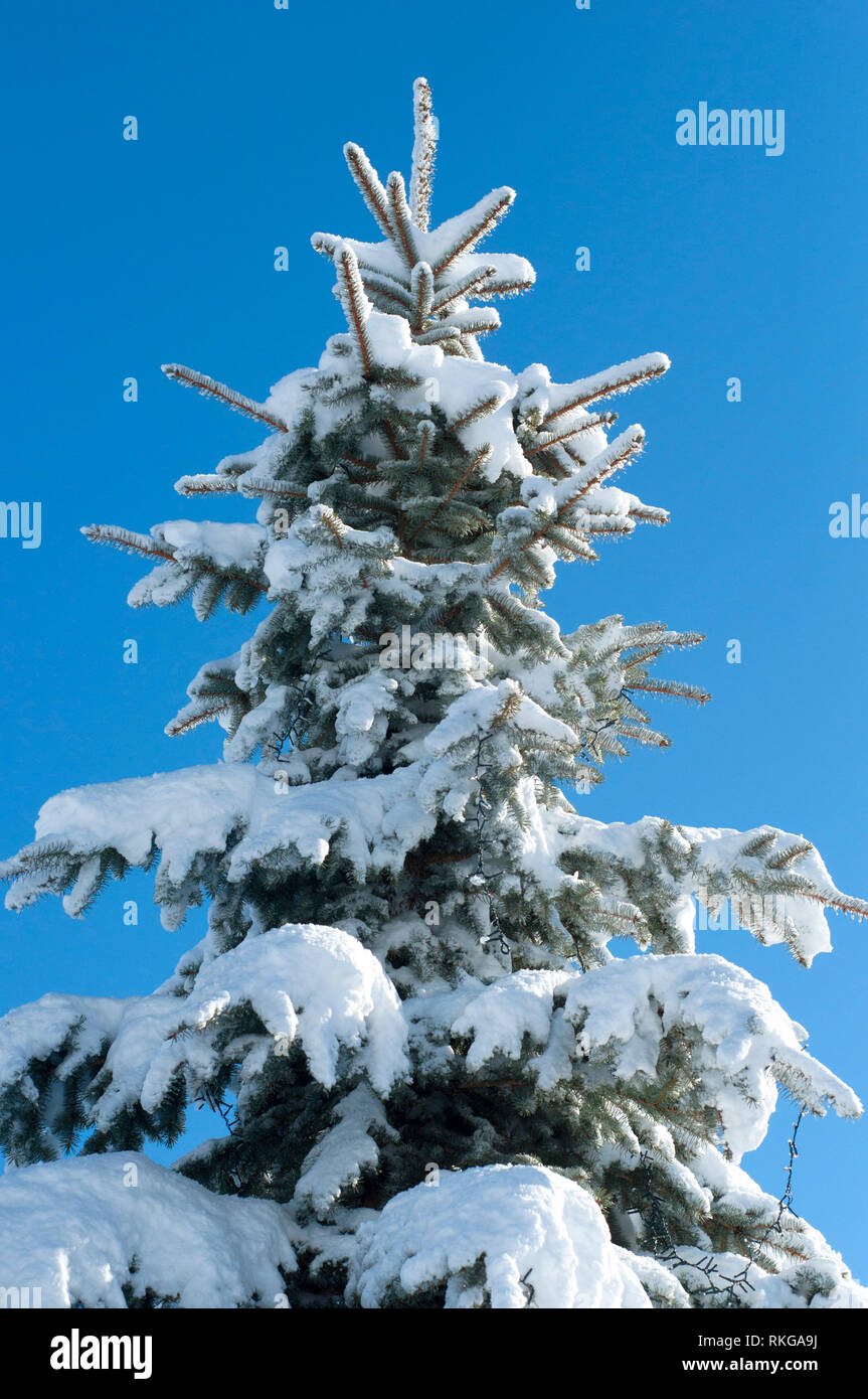 Single green tree snow blue sky hi-res stock photography and images - Alamy
