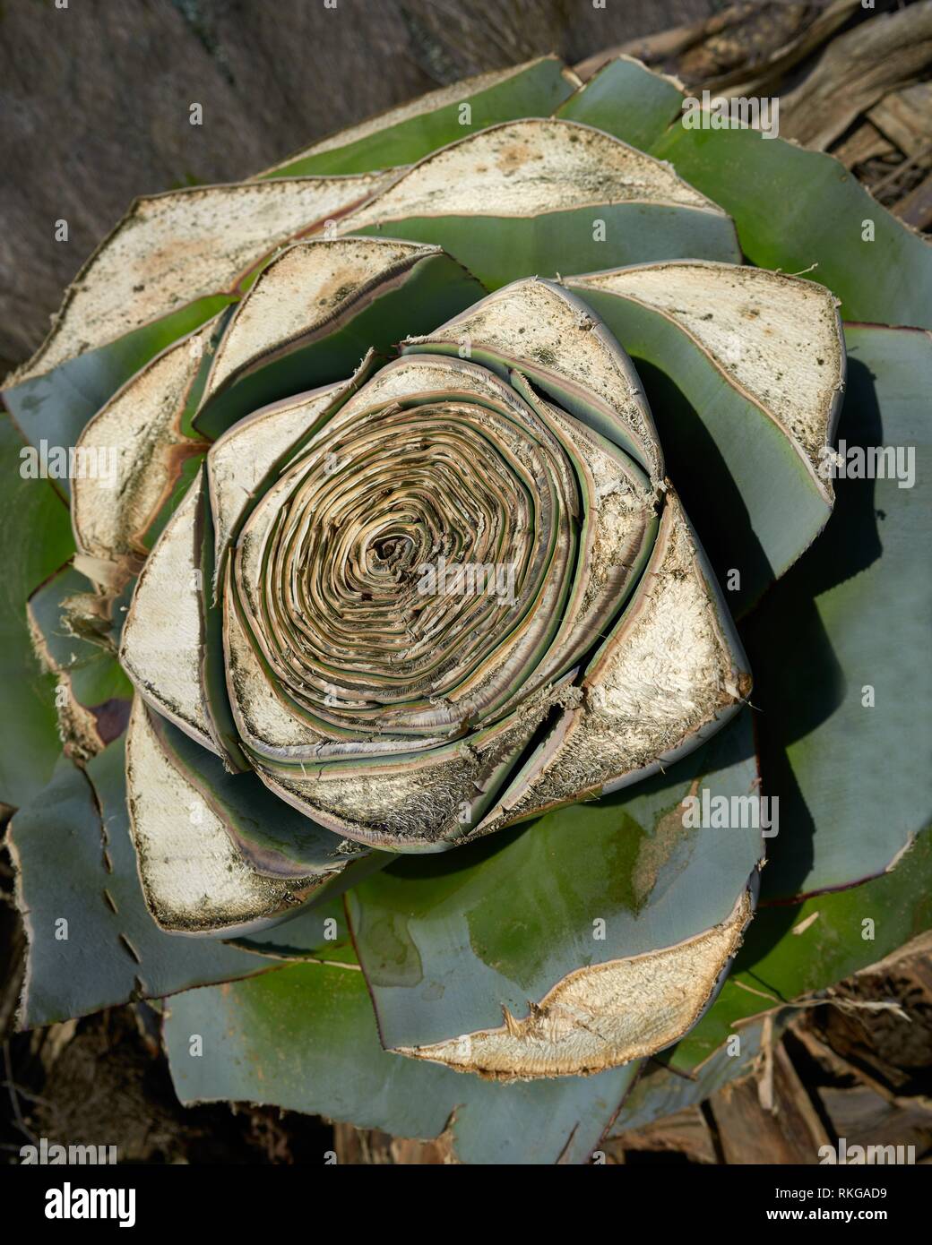 Agave pitera cut plant from mediterranean core without leaves Stock ...