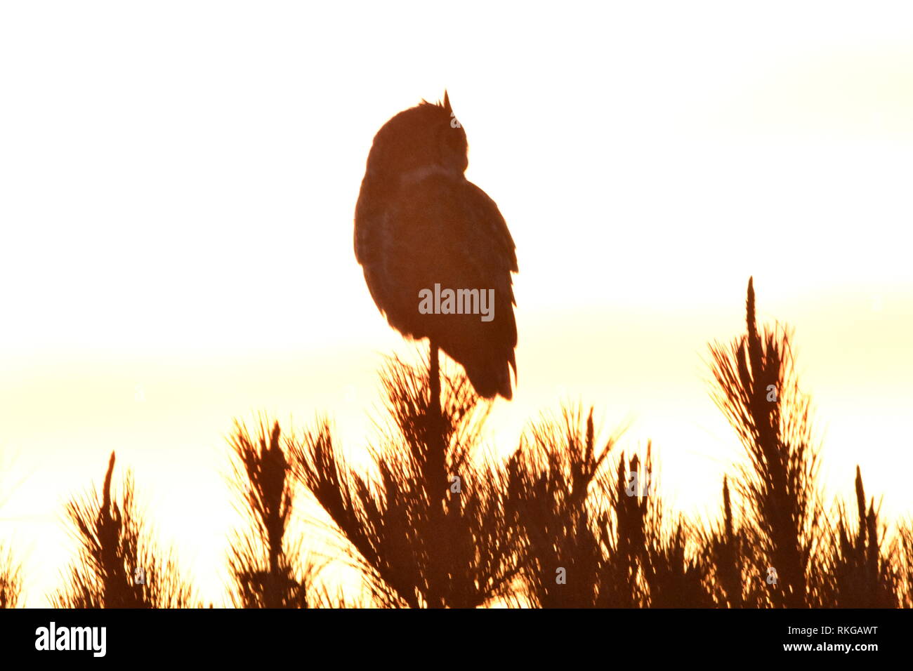 Owl at sunset hi-res stock photography and images - Alamy