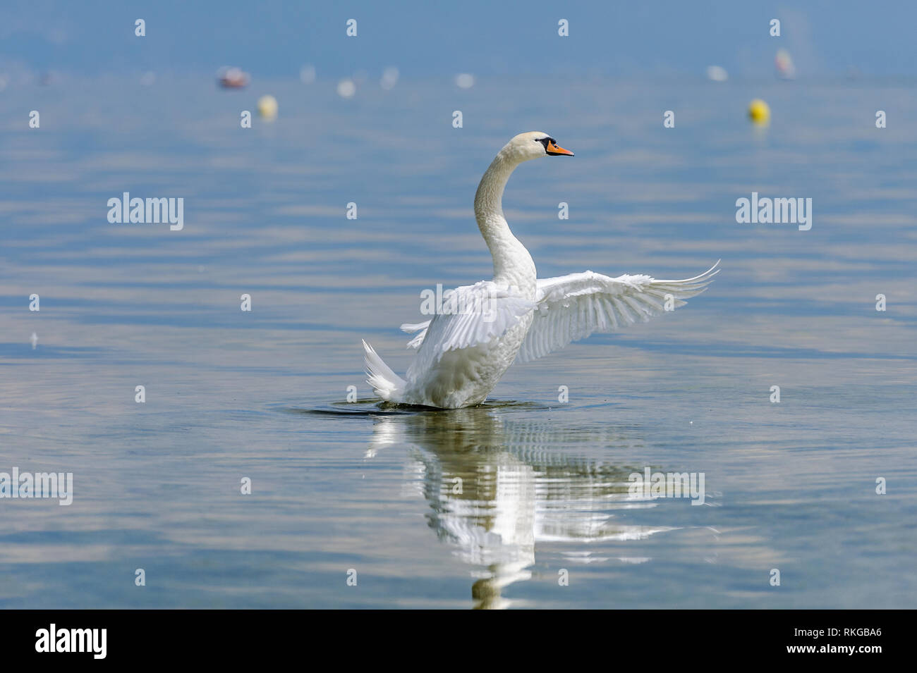 Spring comes to the lake hi-res stock photography and images - Alamy