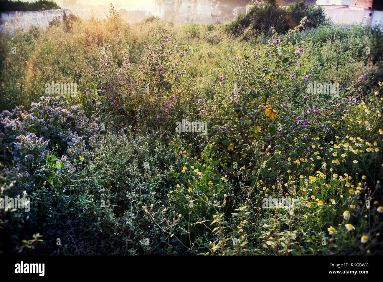 Wild flowers menorca hi-res stock photography and images - Alamy
