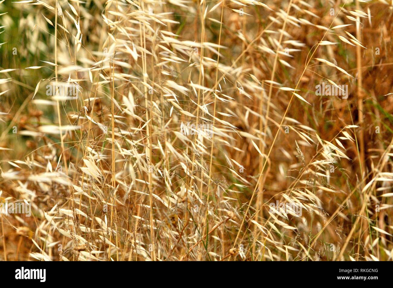 Fam poaceae hi-res stock photography and images - Alamy