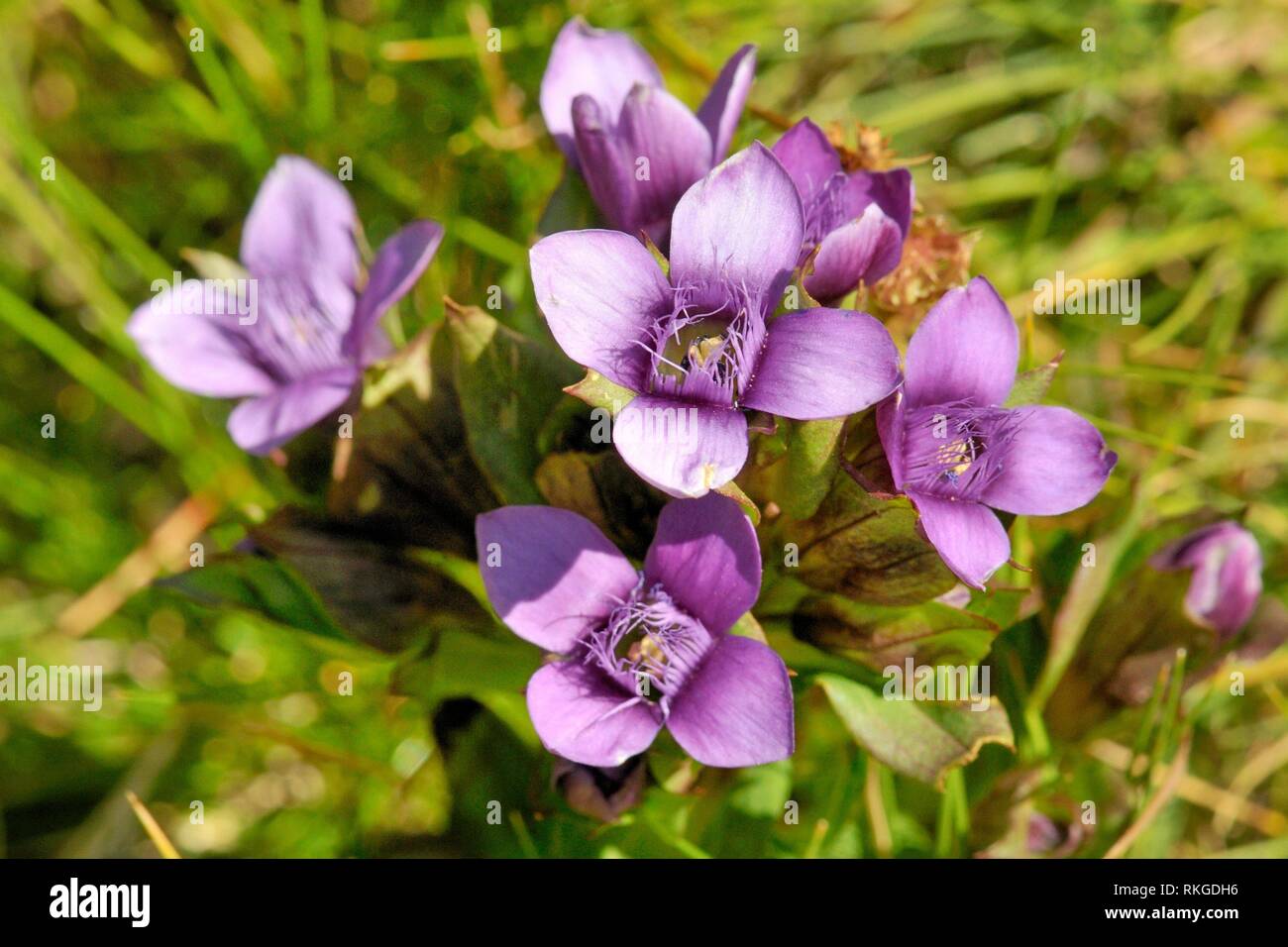 Gentianaceae hi-res stock photography and images - Alamy