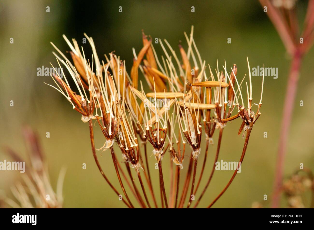 Family of apiaceae hi-res stock photography and images - Alamy